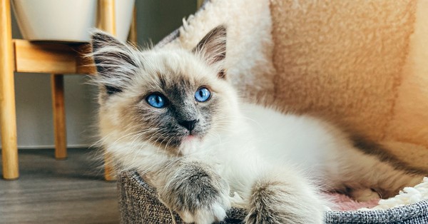 Daily Chat UK | YouGov Chat - What The World Thinks